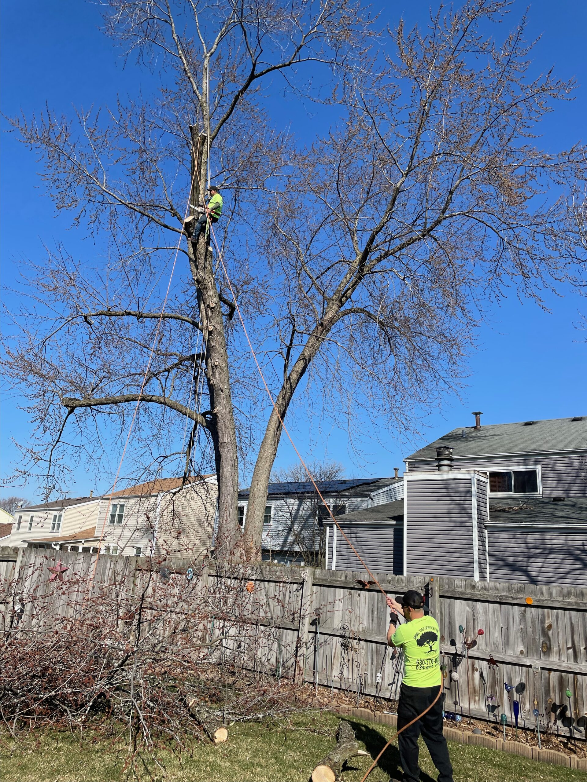About - Arbol Tree Services Inc.